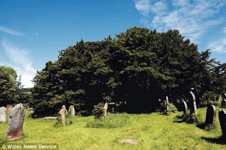 Britain's oldest tree' is discovered in a Welsh churchyard