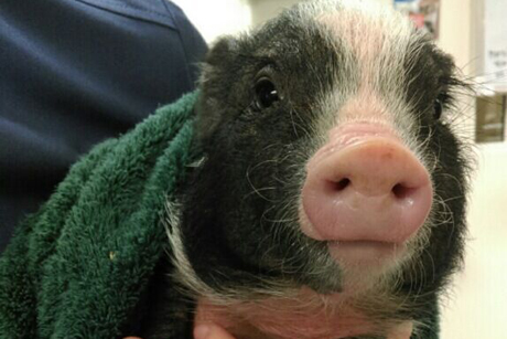 Meet Janice the piglet and the Brother who saved her bacon