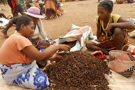 Starving communities in Africa reduced to eating toxic locusts